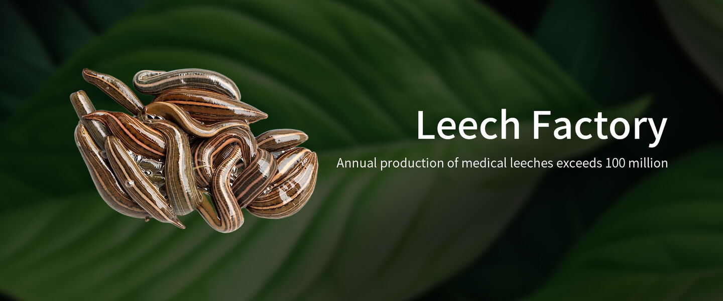 Medicinal Leeches factory - Leech Oil manufacturer from China